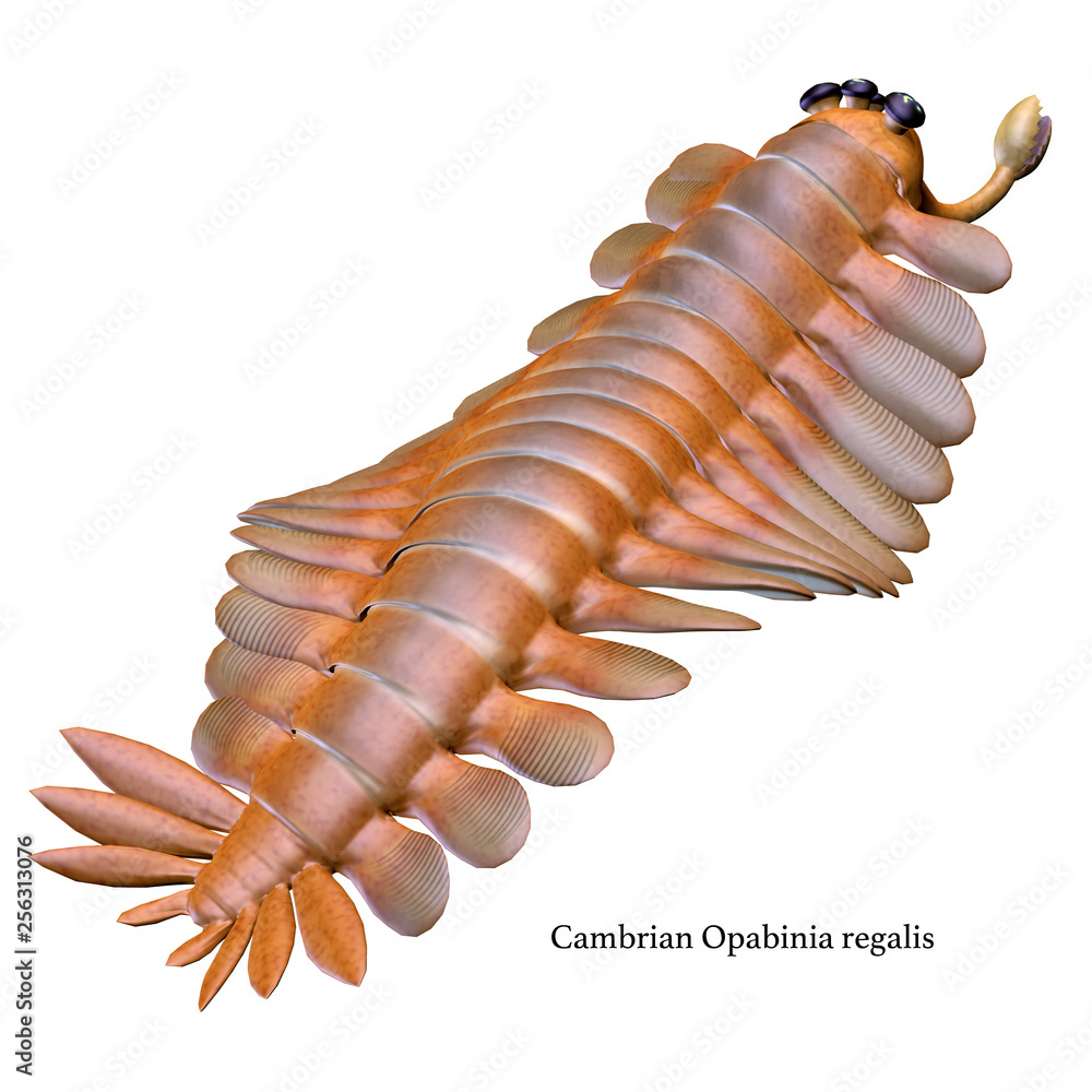 Cambrian Opabinia Tail with Font - Opabinia was a carnivorous marine ...