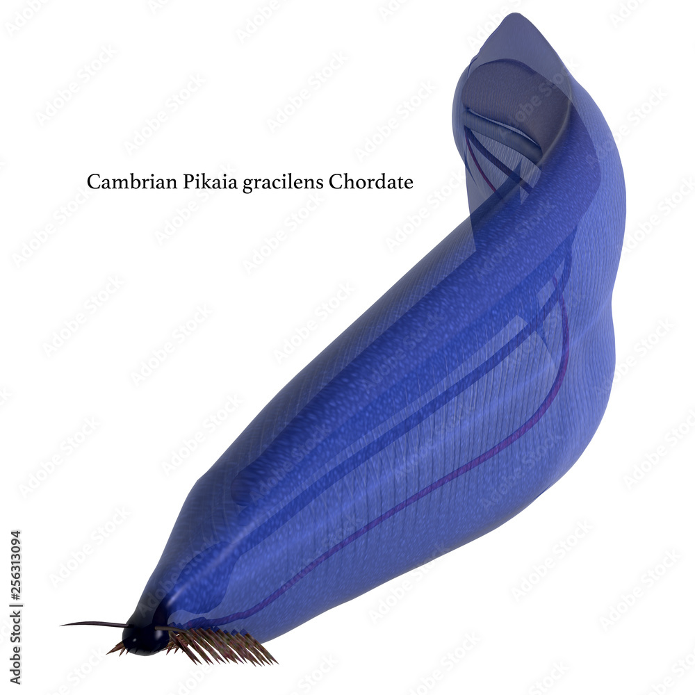 Cambrian Pikaia Extinct Chordate with Font - Pikaia was an carnivorous ...