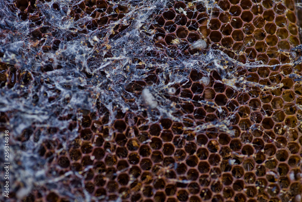 Wax moth larvae on an infected bee nest. cover of the hive is infected ...