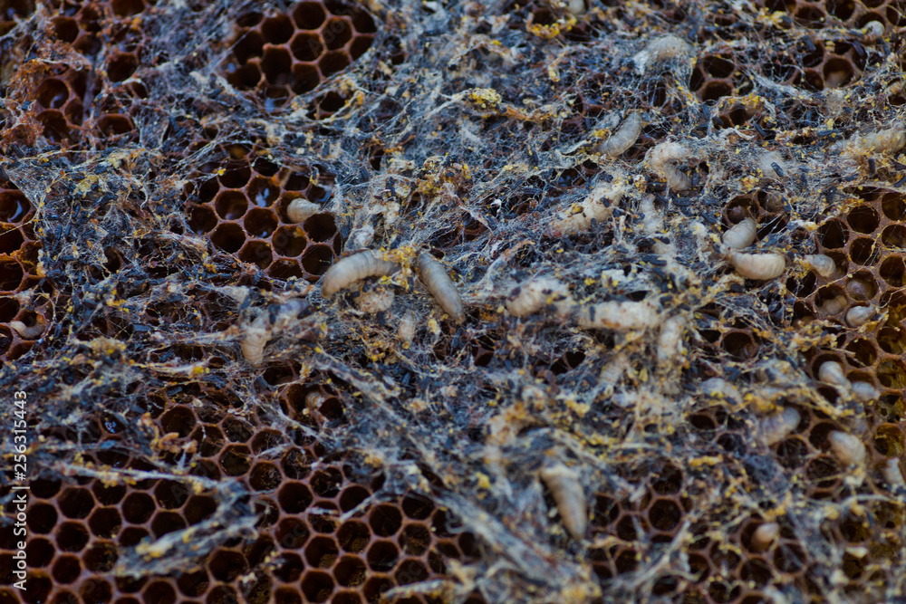 Wax moth larvae on an infected bee nest. cover of the hive is infected ...