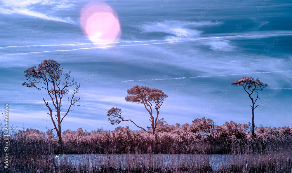Three trees in a swamp on the outer banks of North Carolina ...