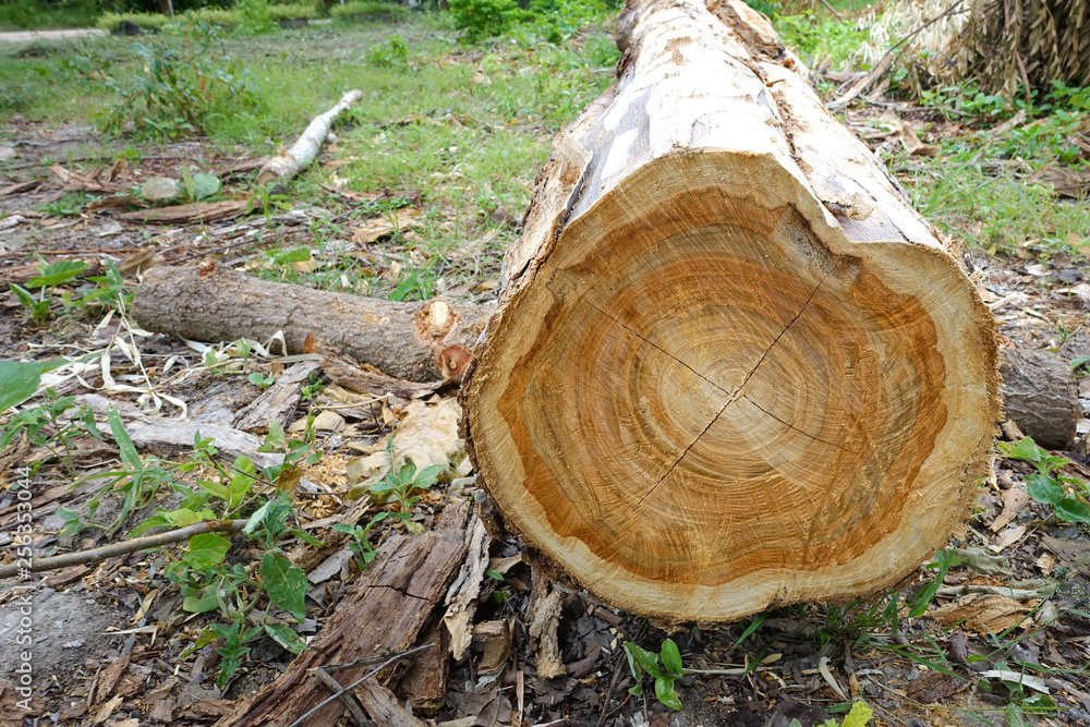 Teak trees that fell after being cut Stock Photo | Adobe Stock