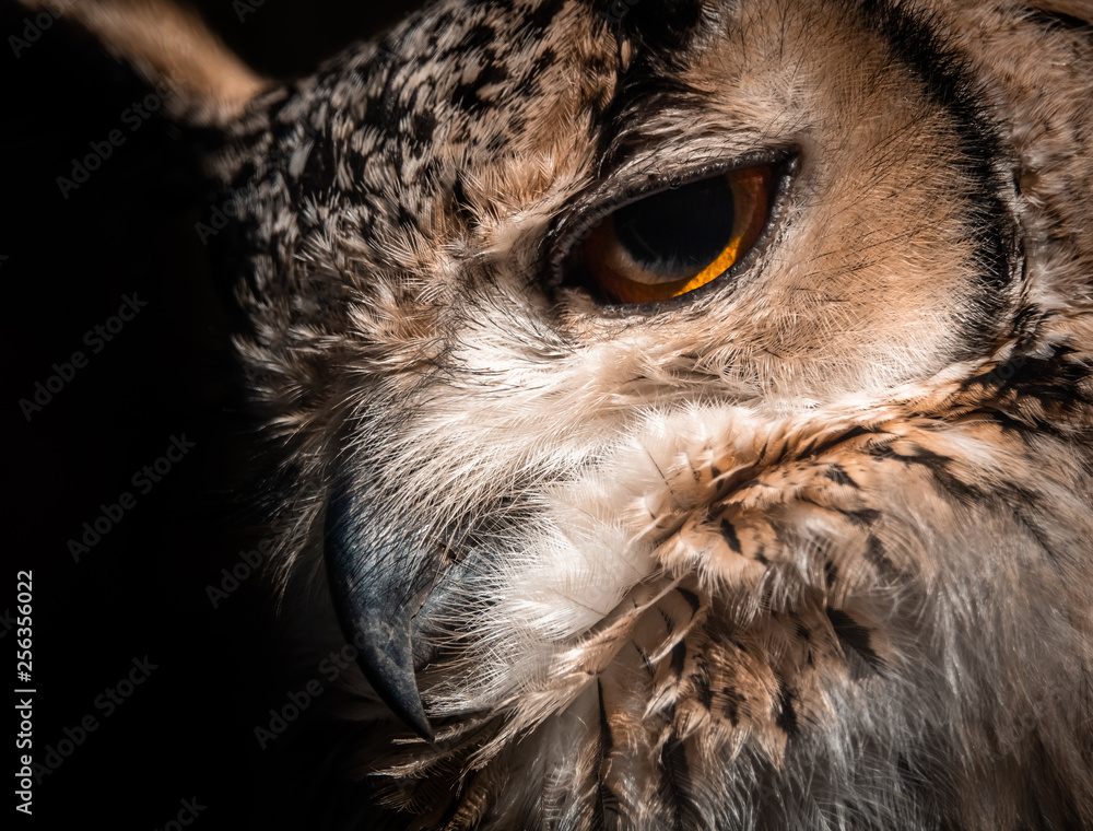 owl,sharp,eye,animal,background,beak,beautiful,bird,bird of prey,bubo ...