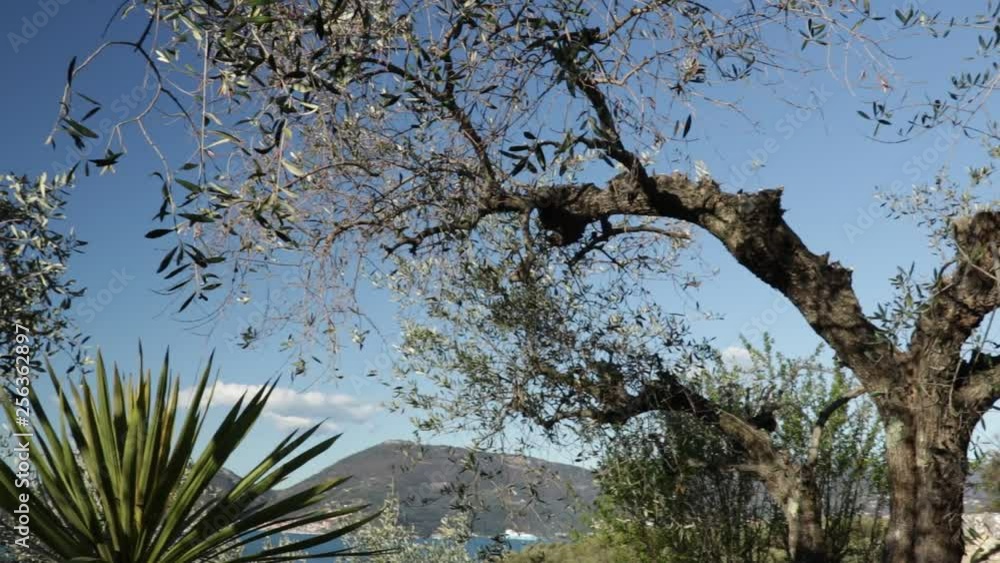 Garden with olive trees overlooking the sea. In the Gulf of La Spezia ...