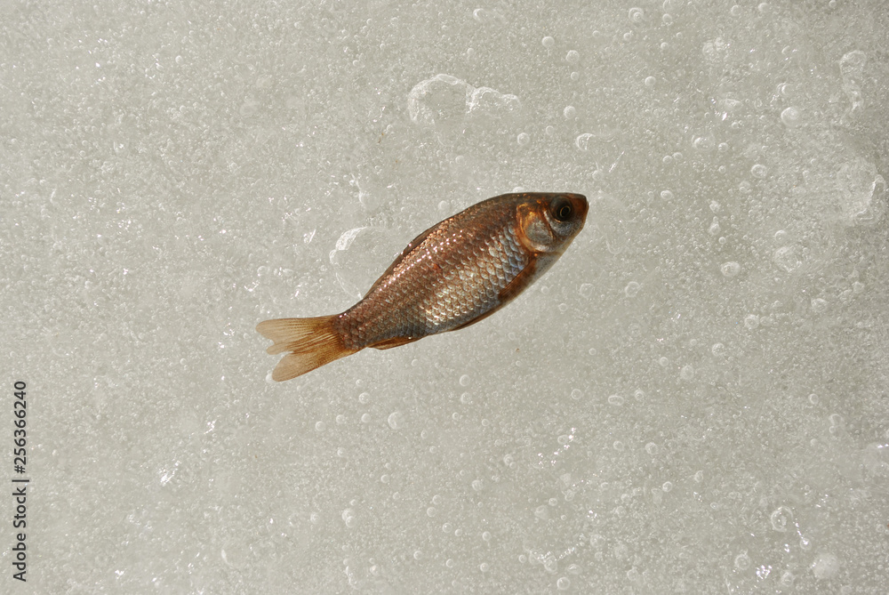 Small fish on melting ice of the pond, bubbles water texture, top view ...