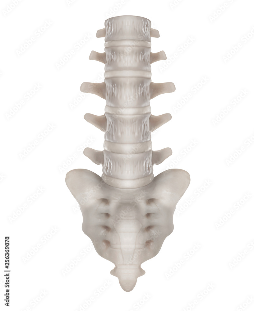 Human Backbone- Lumbar Spine- Sacrum And Coccyx Anterior view- 3D ...