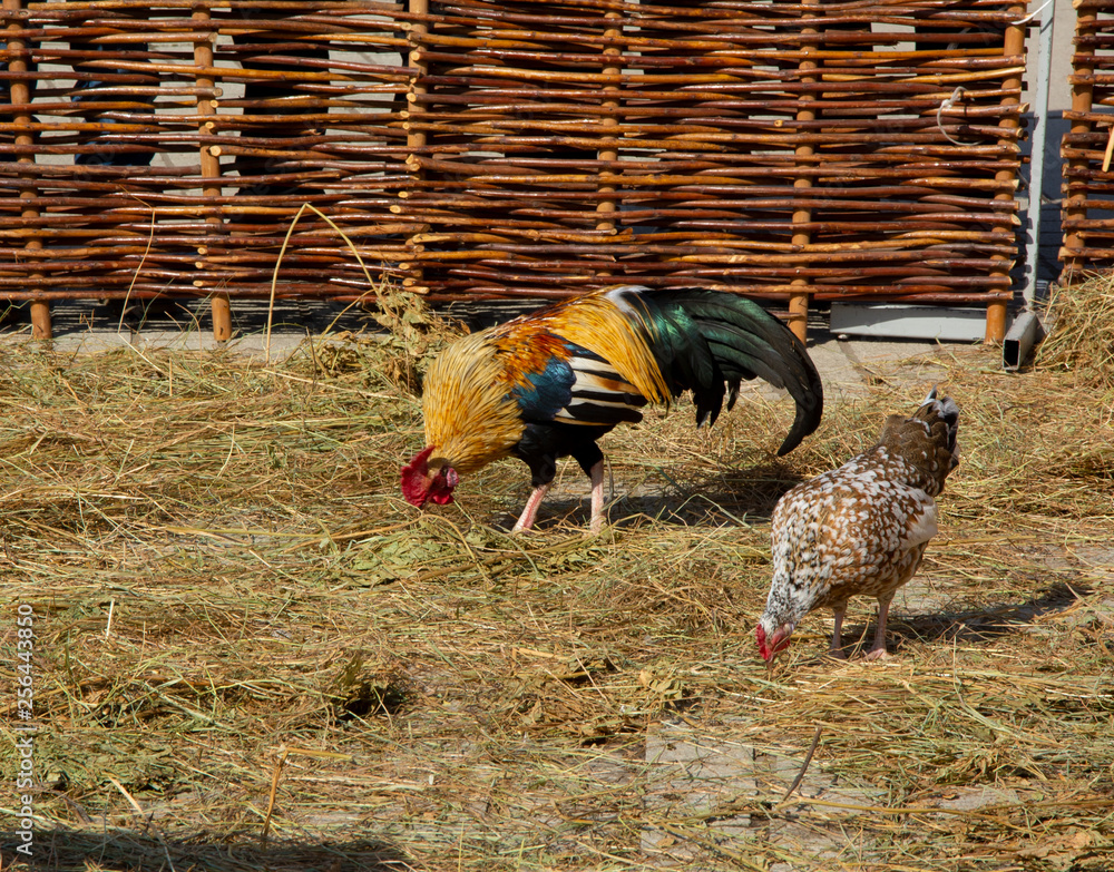 rooster on farm Stock Photo | Adobe Stock