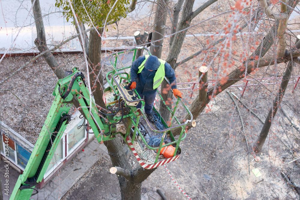 Tree pruning and sawing by a man with a chainsaw, standing on a ...