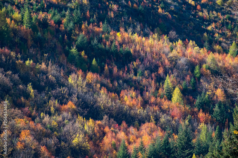 Summer color in Arrowtown, New Zealand Stock Photo | Adobe Stock
