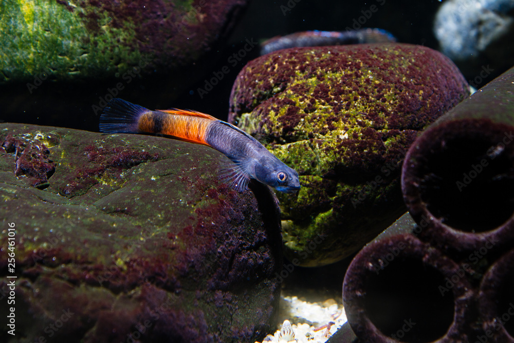 Freshwater Goby Fish