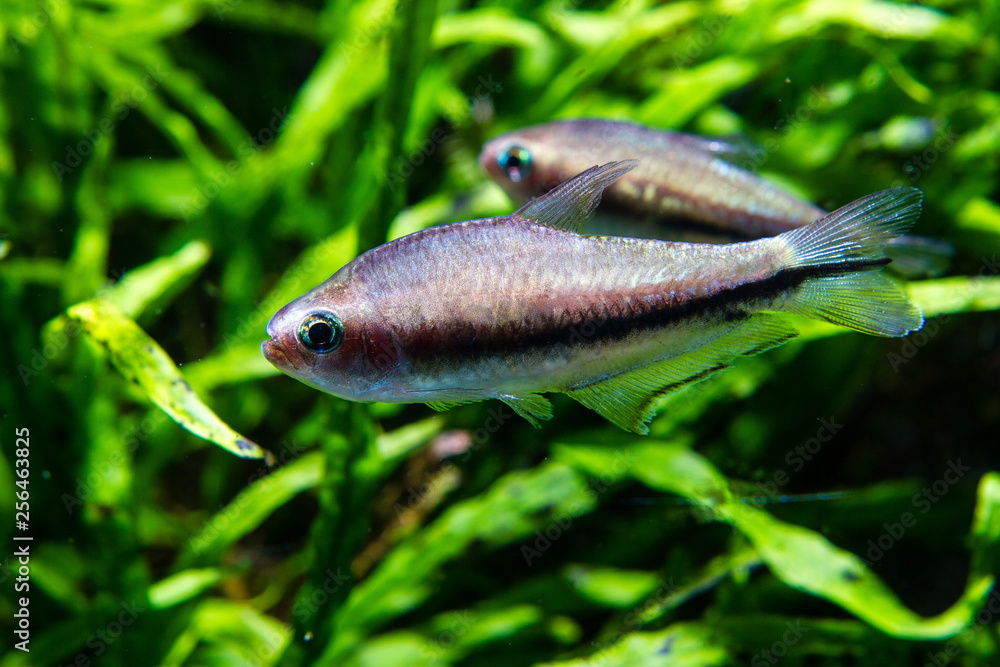 Rainbow Emperor Tetra