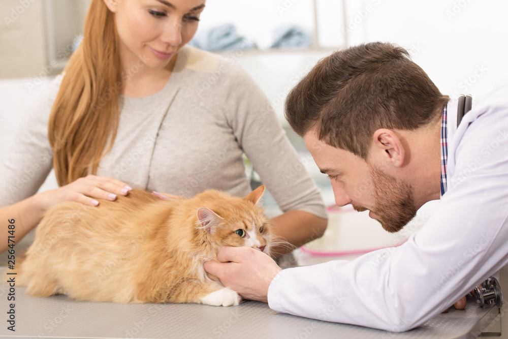 Handsome male vet talking to his female client Stock Photo | Adobe Stock