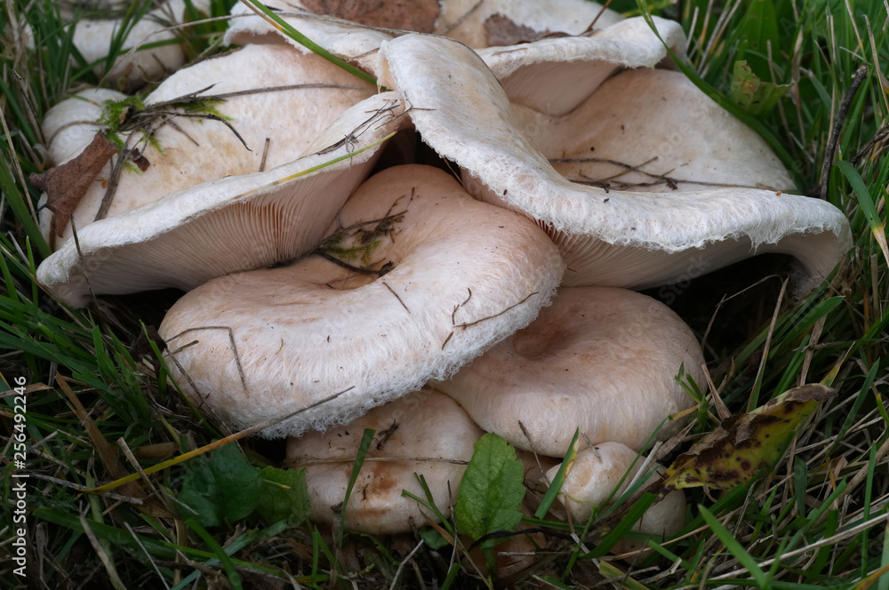 Lactarius pubescens in the birch forest. Commonly known as the downy ...