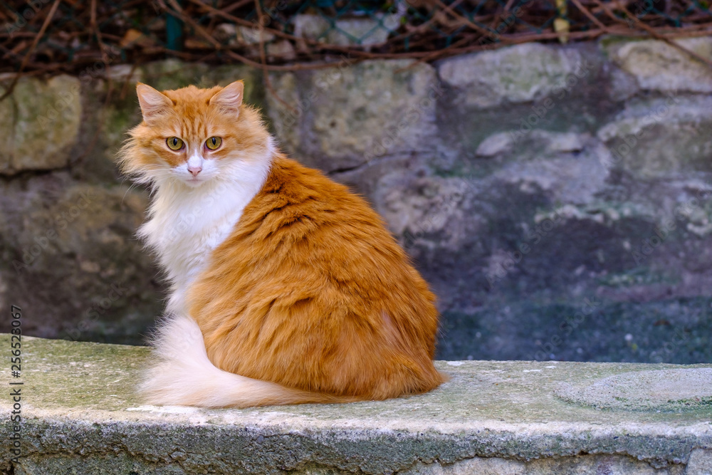 Chat roux avec des taches blanches assis dans la rue de Provence. Stock ...