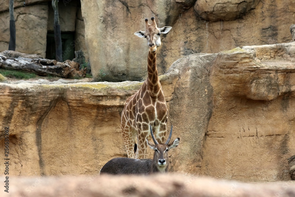 jirafa Stock Photo | Adobe Stock