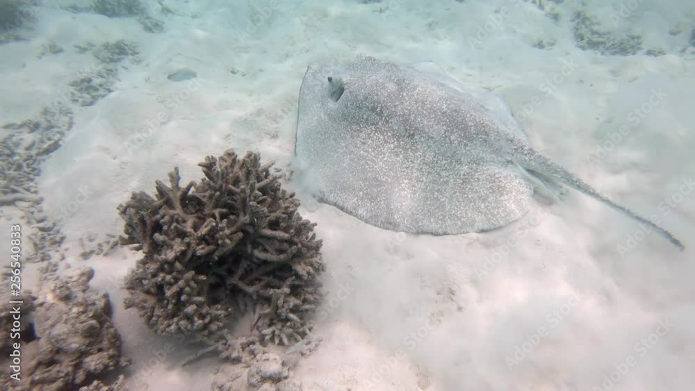 Stingray on white sand. Fish swimming in shallow sea waters of the ...