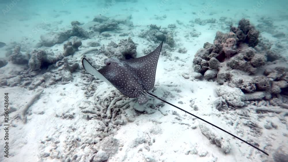 Spotted eagle ray (Aetobatus narinari). Fish swimming in shallow sea ...