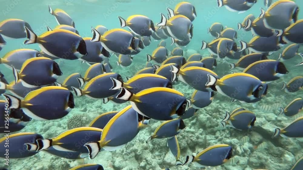 School of Powder Blue Surgeonfish or Powder Blue Tang (Acanthurus ...