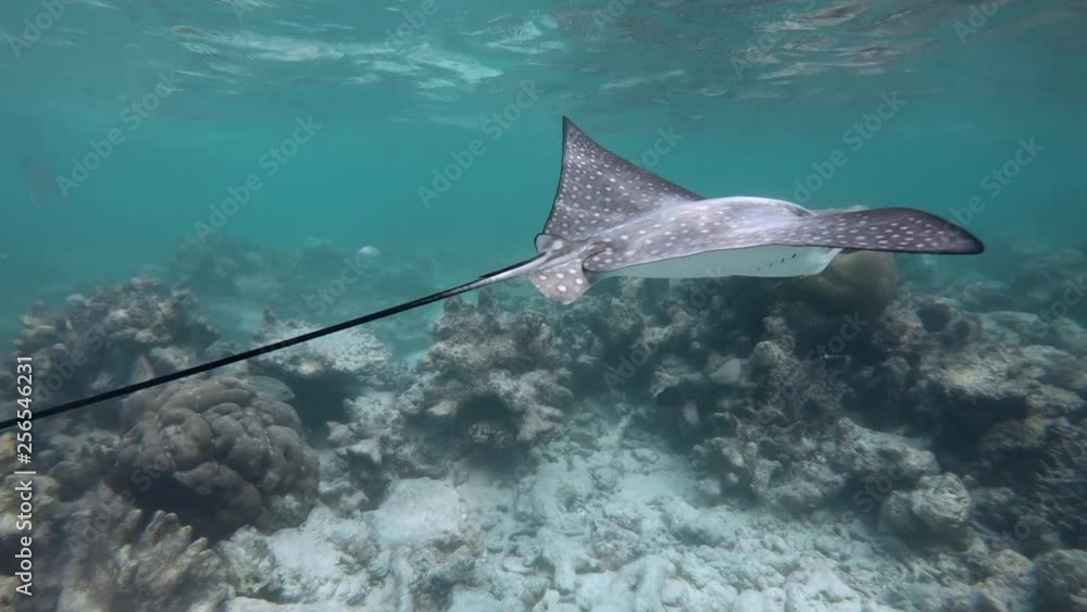 Spotted eagle ray (Aetobatus narinari). Fish swimming in shallow sea ...