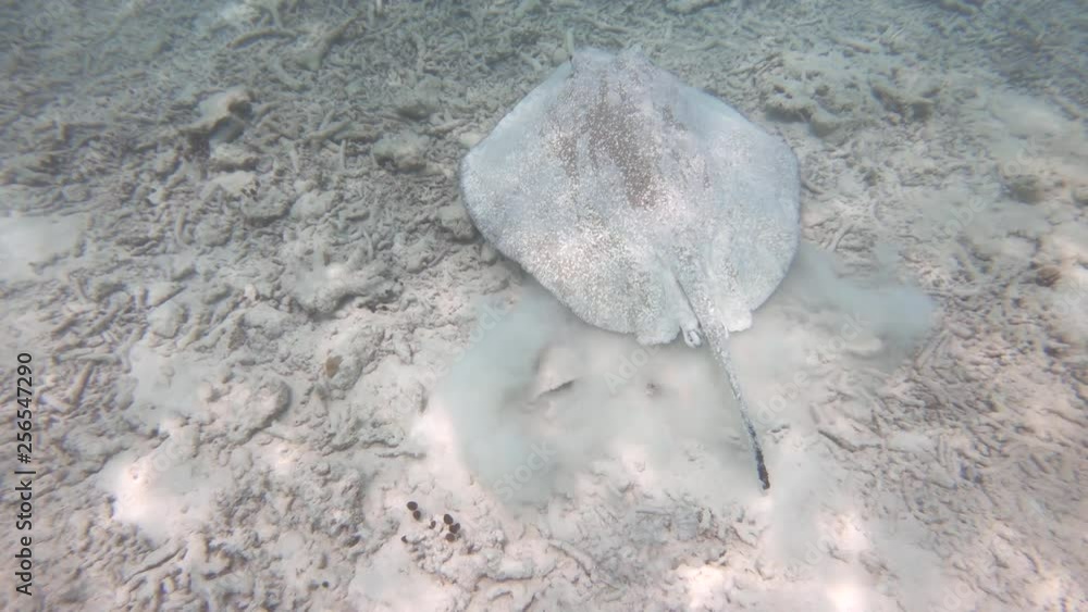 Stingray on white sand. Fish swimming in shallow sea waters of the ...