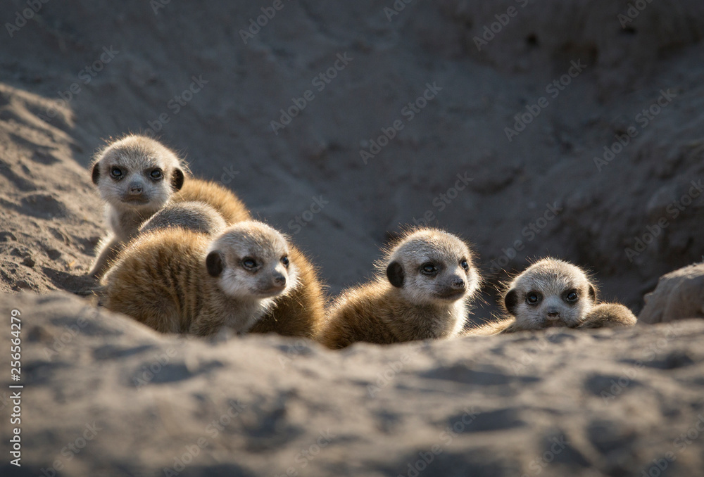 Meerkat family Stock Photo | Adobe Stock
