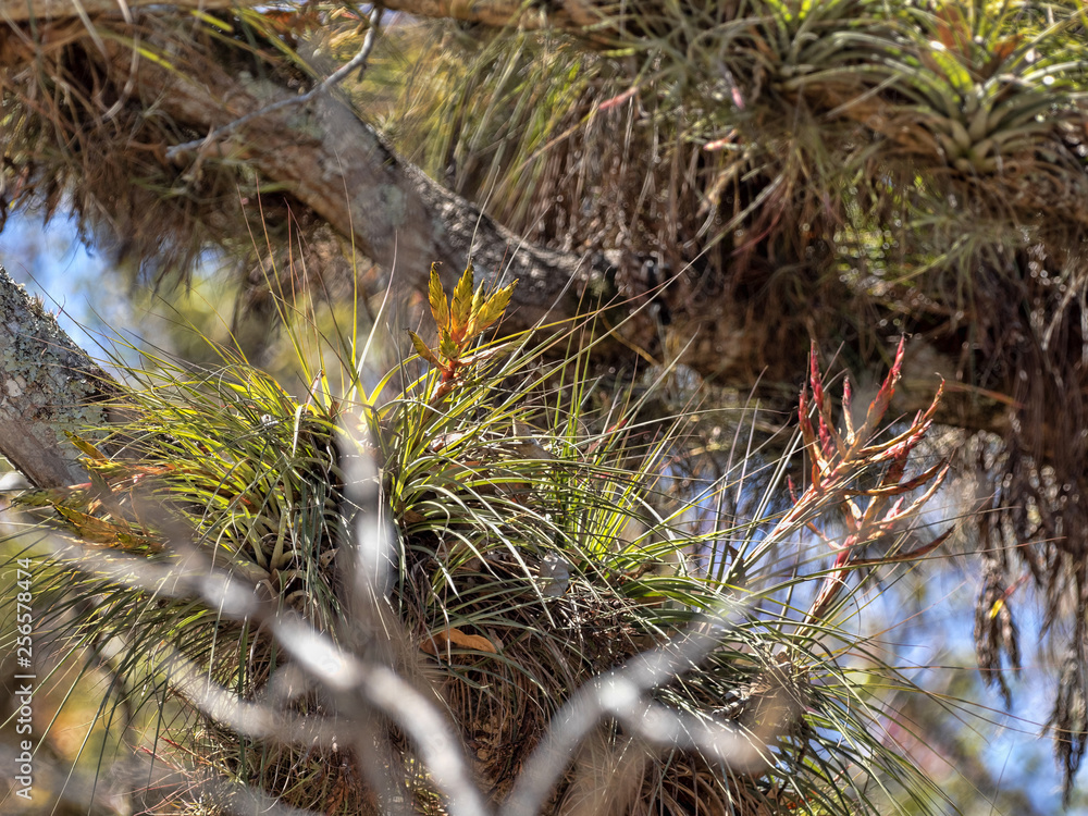 Tree covered with bromelias of the genus Tillandsia, Honduras Stock ...