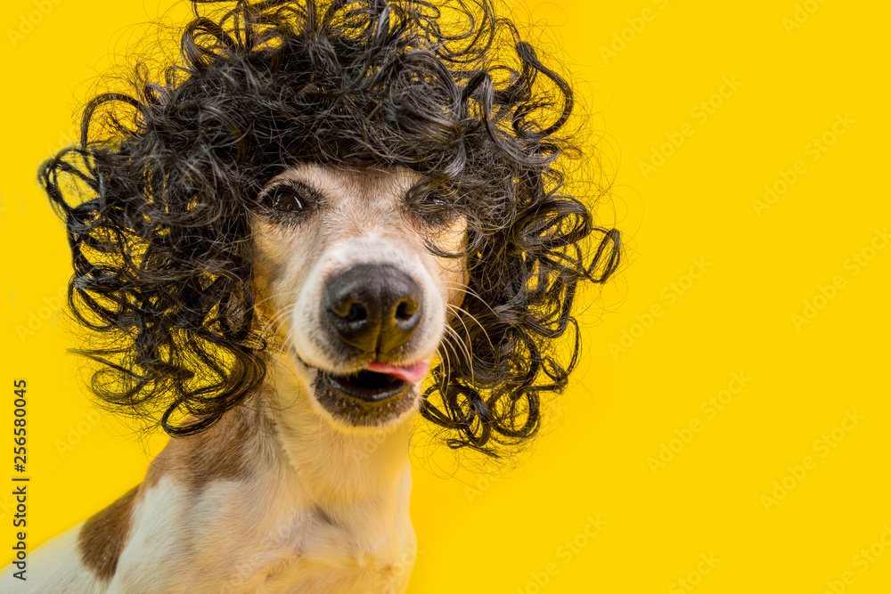 Amazing funny dog portrait in frizzle black hairstyle wig. Cool cocky ...