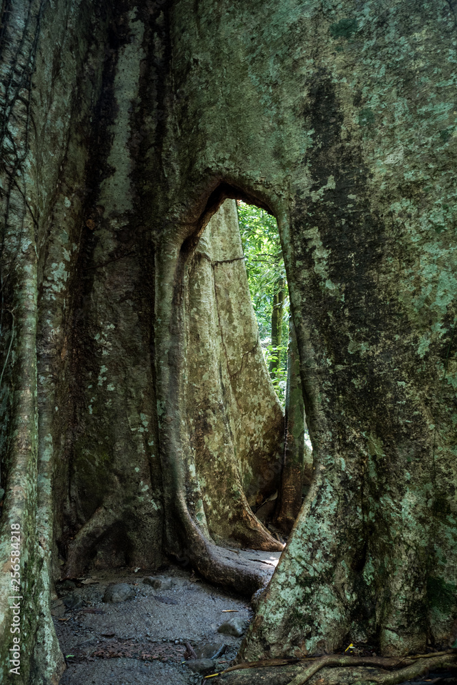 large hole in a big tree look like a door Stock Photo | Adobe Stock