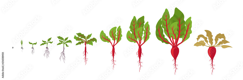 Beet growth stages. Planting of red beetroot plant. Beet taproot life ...