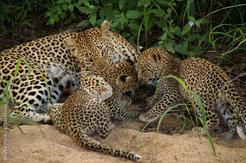Leopard family Stock Photo | Adobe Stock