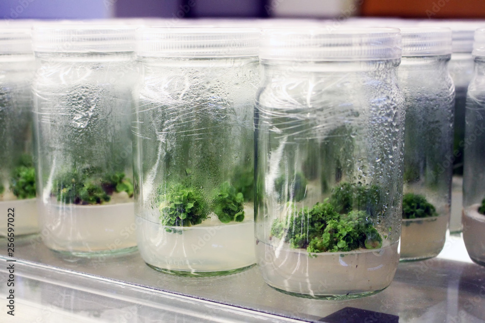 Plant tissue culture experiment in biology laboratory. Research and ...