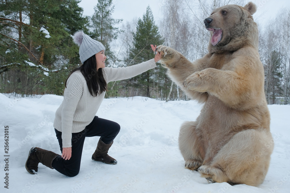 Asian young good looking girl touching real life grizzly bear's paw in ...