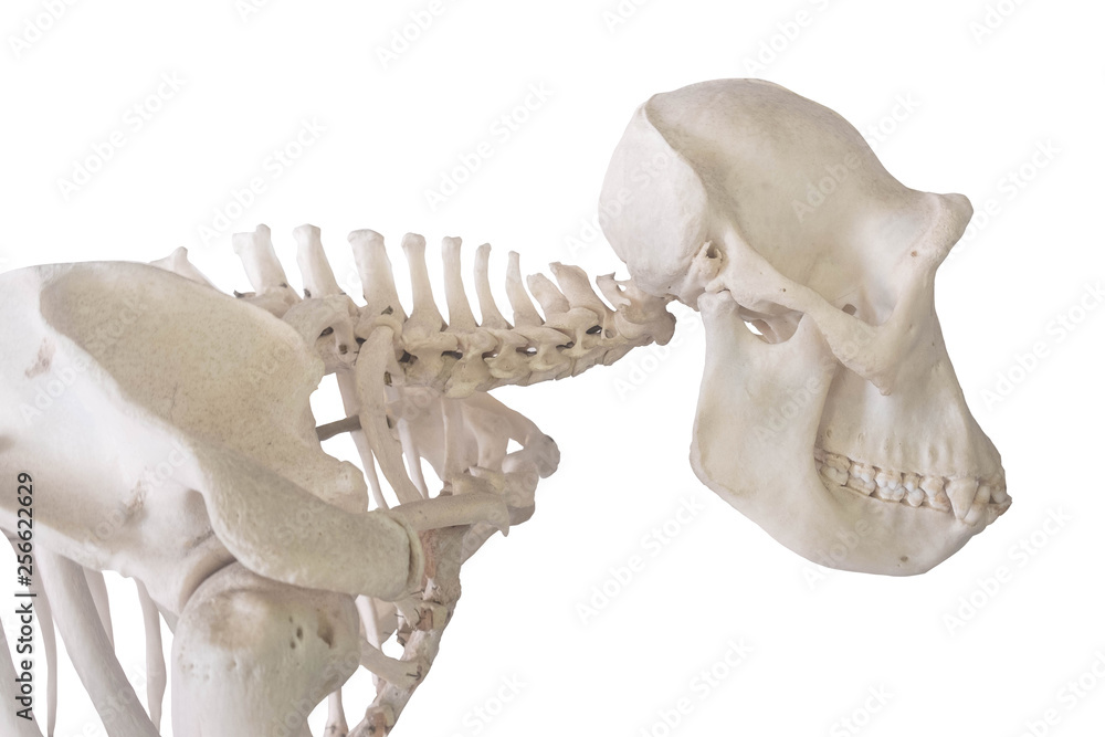 Monkey skeleton from the side view isolated on white background Stock ...