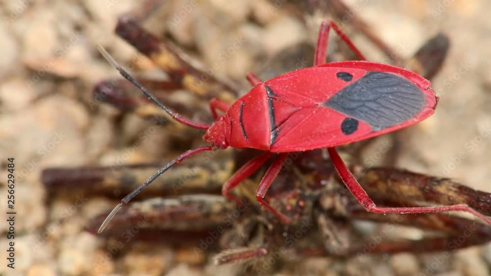 Man faced bug or fire bug or red bug insect stood on a dead spider ...