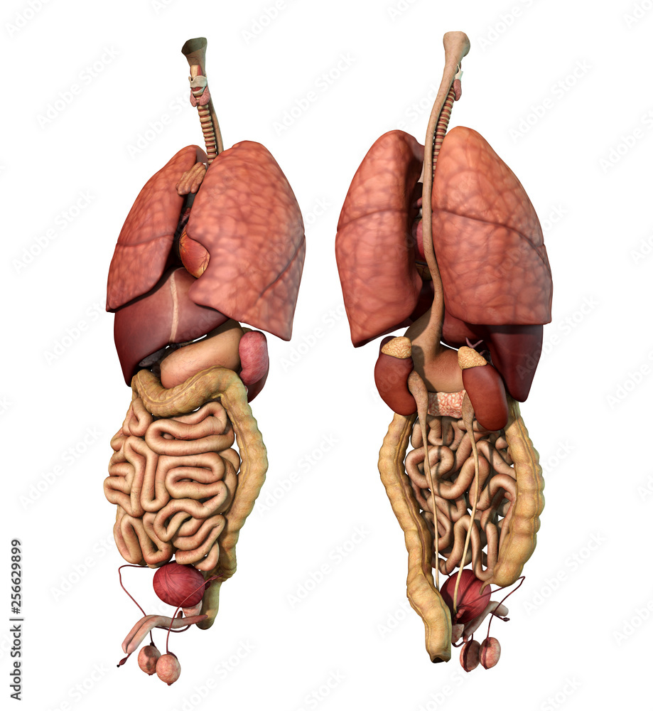 Internal Organs- Adult Male - Front and Back View Stock Illustration ...