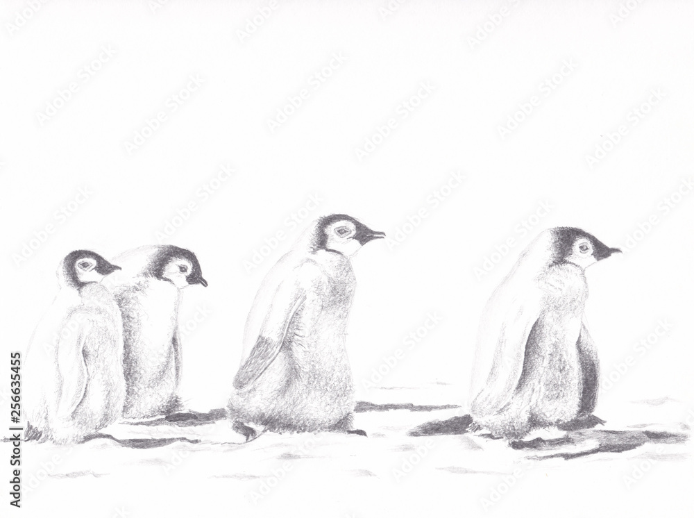 Baby penguins walking along in a line pencil drawing Stock Illustration ...