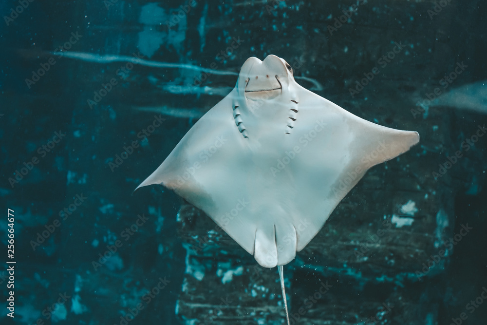 Cute Stingray