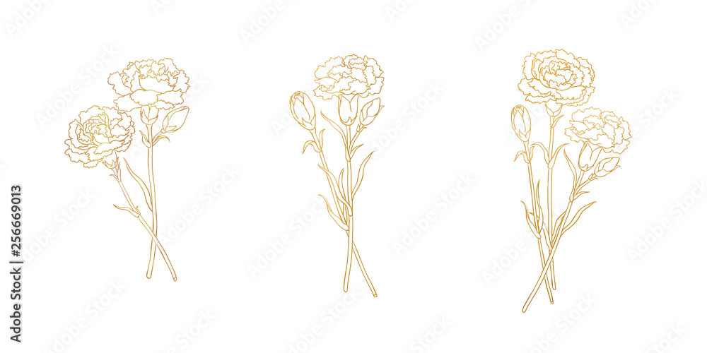 Golden lines of carnation, blank background Stock Vector | Adobe Stock