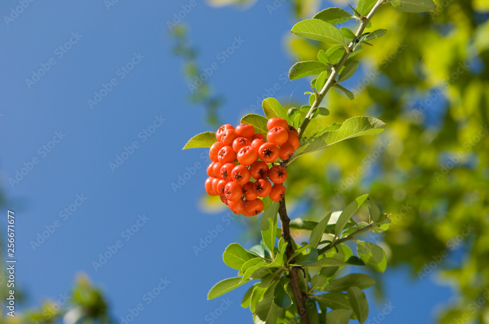 Rowan branch with a bunch of red ripe berries. Sorbus aucuparia tree ...