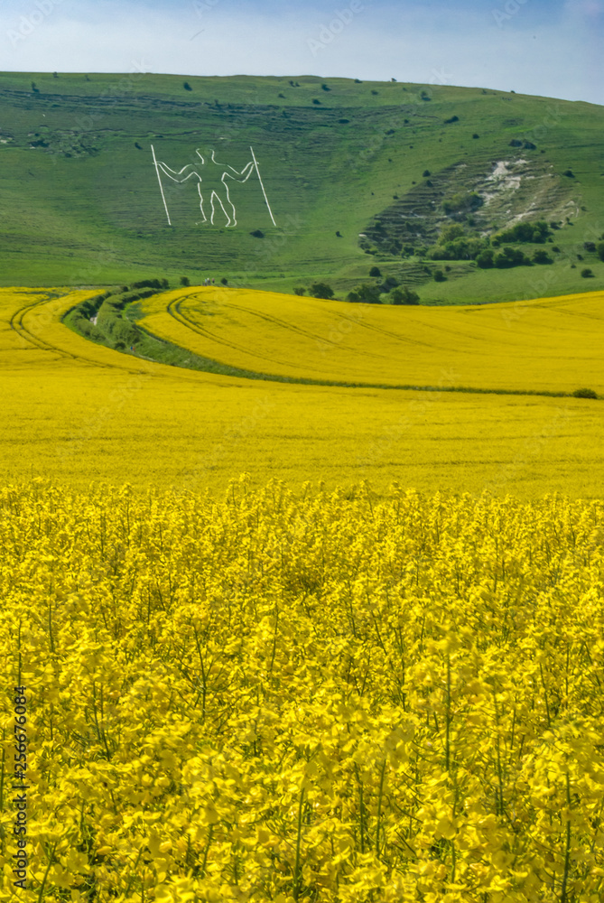 Yellow field 2 Stock Photo | Adobe Stock