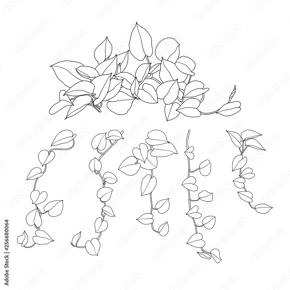 Vine plants line set hand drawn doodle design. Vector illustration ...