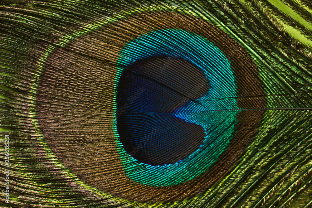 peacock feather texture pattern background Stock Photo | Adobe Stock