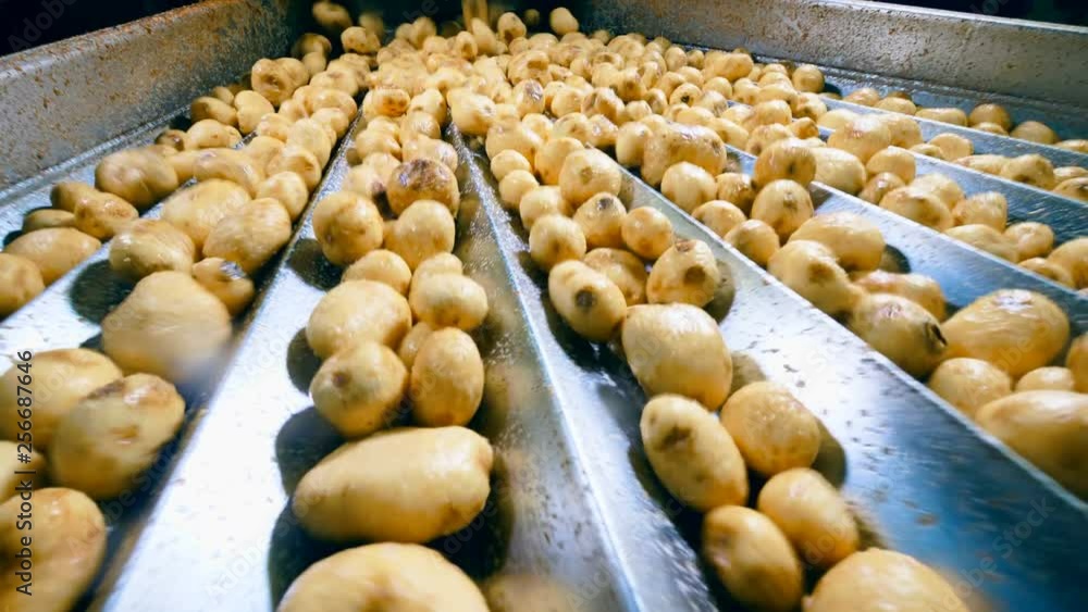 Process of potato sorting at a food plant on a conveyor. vídeo do Stock ...