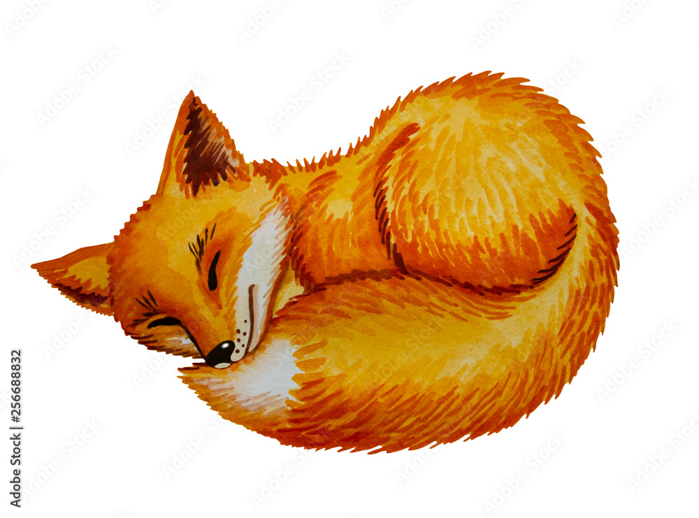 Sleeping Fox Drawing