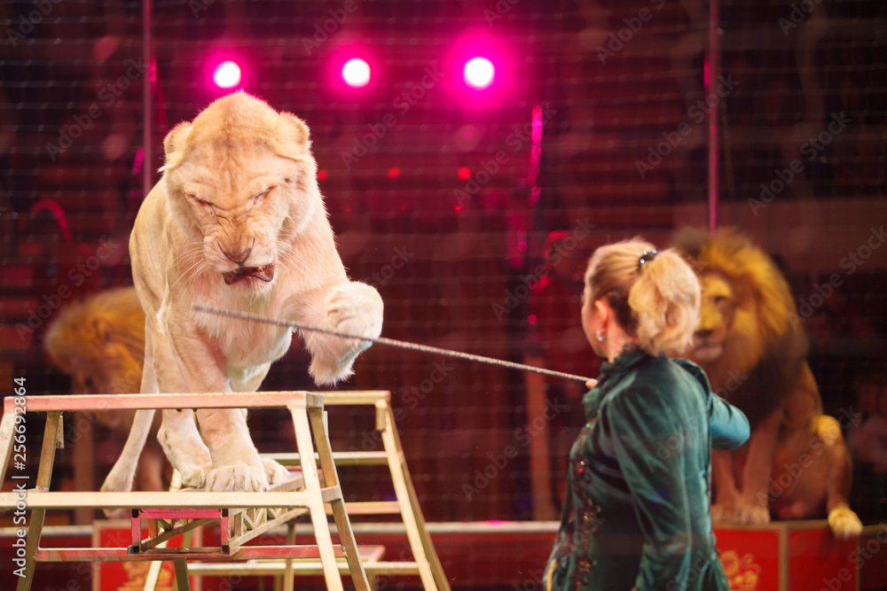 performance of a trainer of lions in a circus. Stock Photo | Adobe Stock