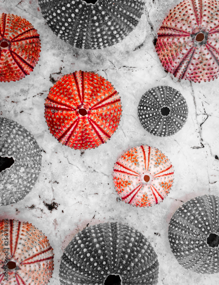 White Sea Urchin Shell