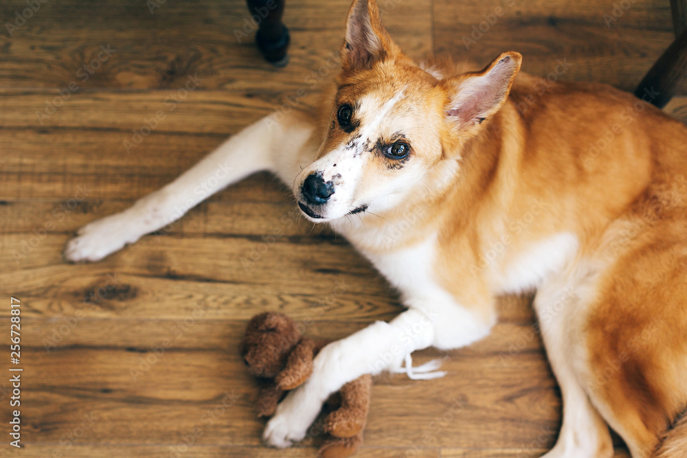 Cute golden dog lying with injured paw after medicine treatment at ...