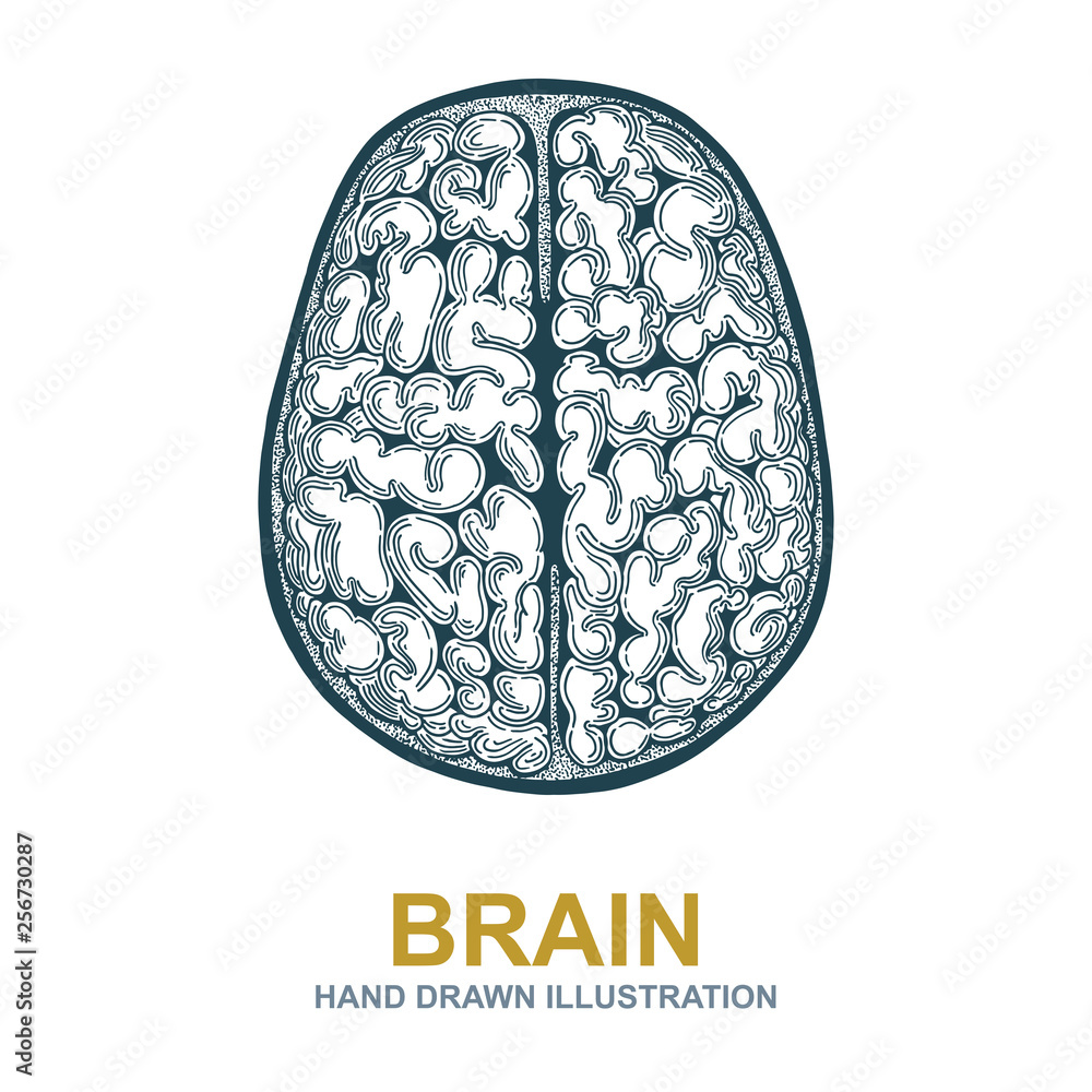 Brain Sketch Top View