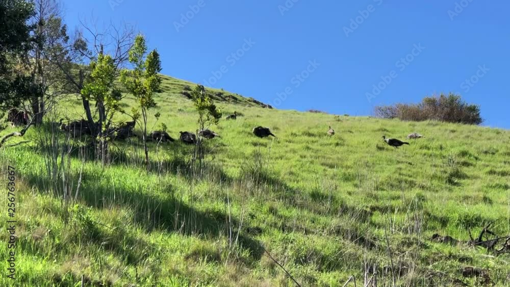 4K HD video wild turkeys walking on a hillside viewed from below, sky ...