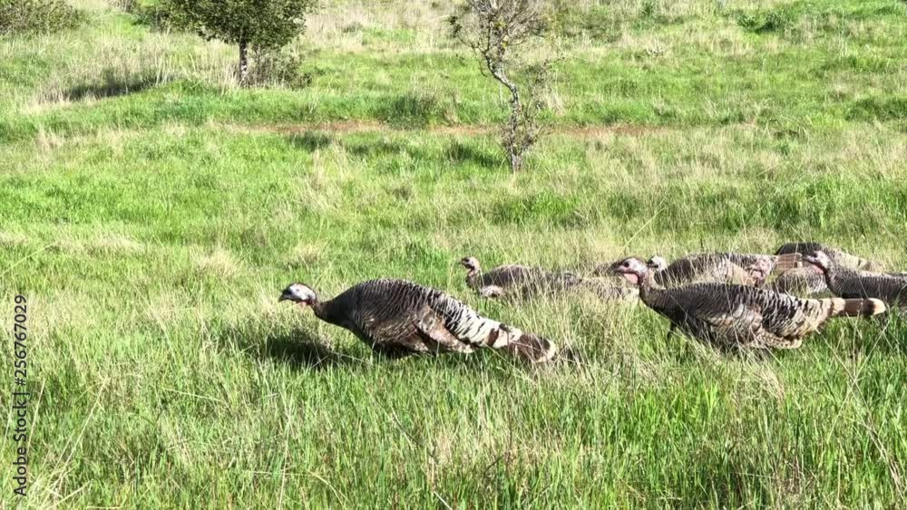 4K HD video wild turkeys walking on a hillside viewed from above. The ...